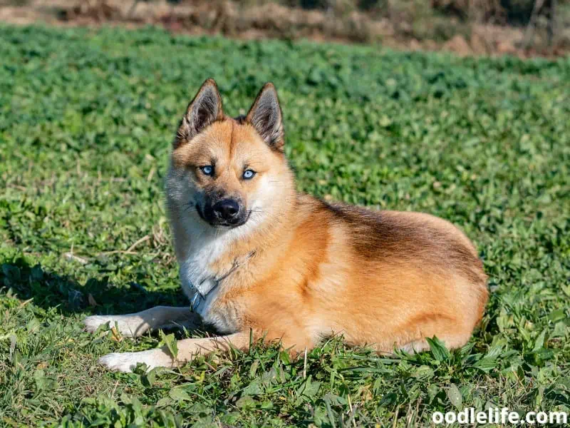 Pomsky Guide And Photos: What You NEED To Know - OodleLife®