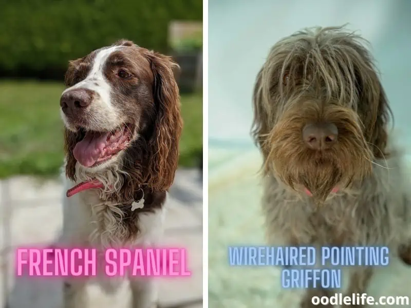 How Do Dogs Point? Unveiling Their Intriguing Behavior - Oodle Life