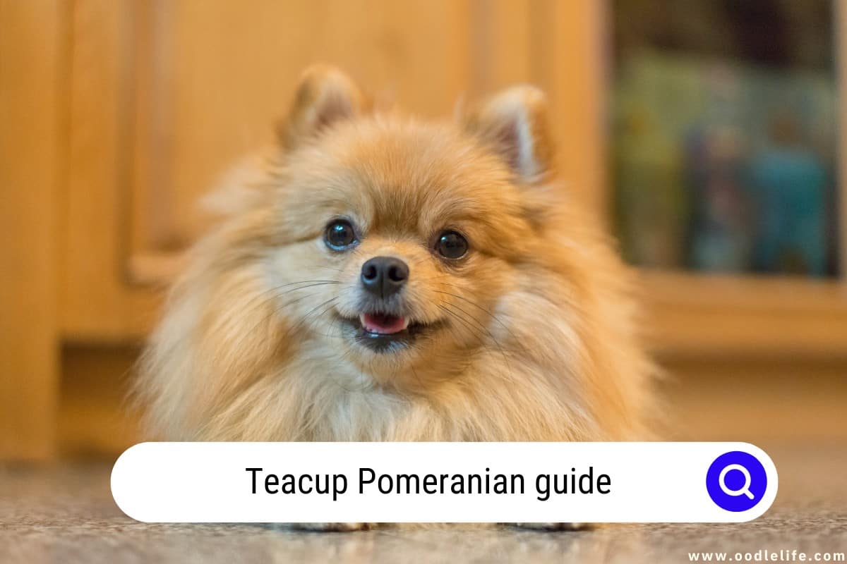 Teacup Pomeranian Guide And Photos (What You NEED To Know) - OodleLife®