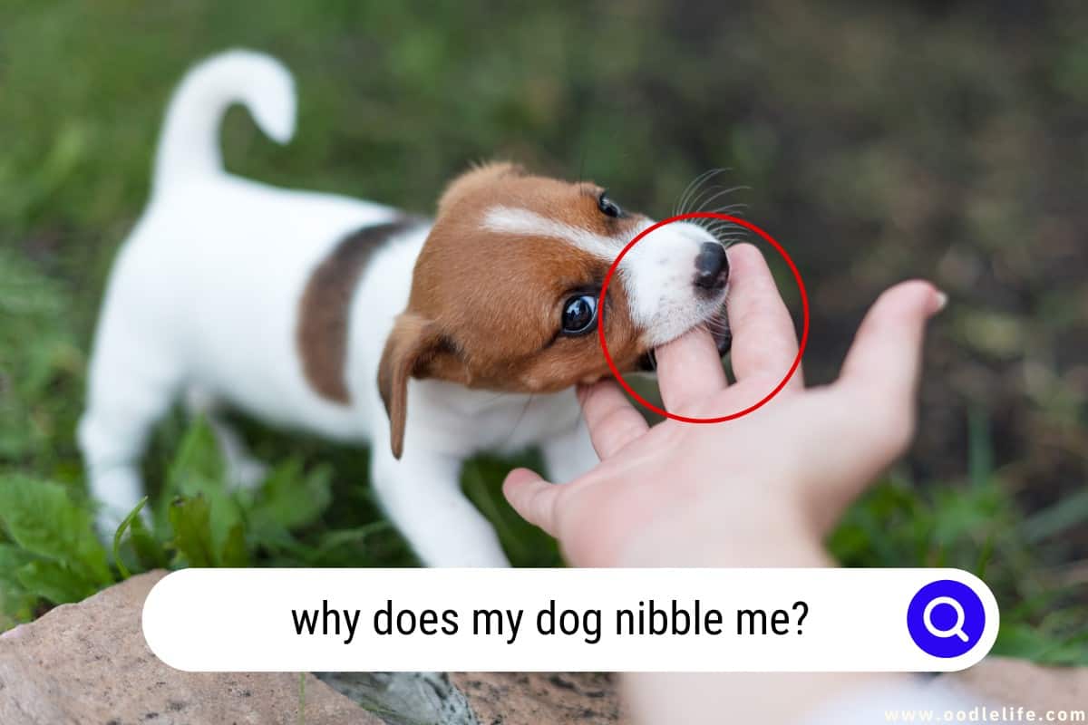 Why Does My Dog Nibble Me? [Explained] - Oodle Life