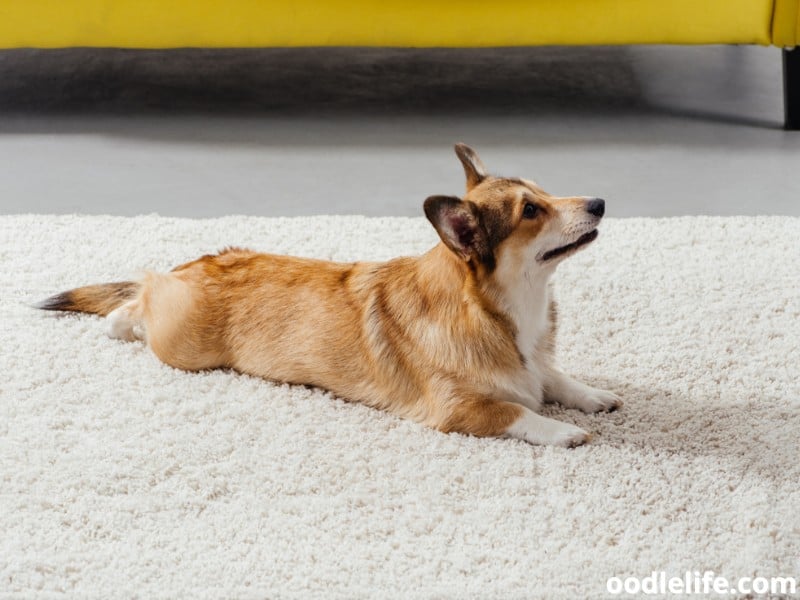 Can Dogs Eat Flan? (DANGER Explained) - Oodle Life