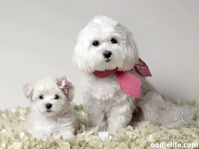 Are Maltipoos Good With Kids? A Comprehensive Guide For Families ...