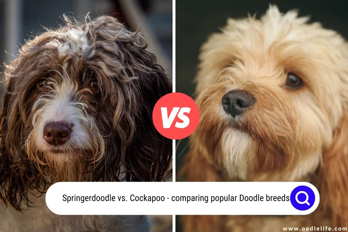 Springerdoodle Vs Cockapoo: Comparing Popular Doodle Breeds - Oodle Life