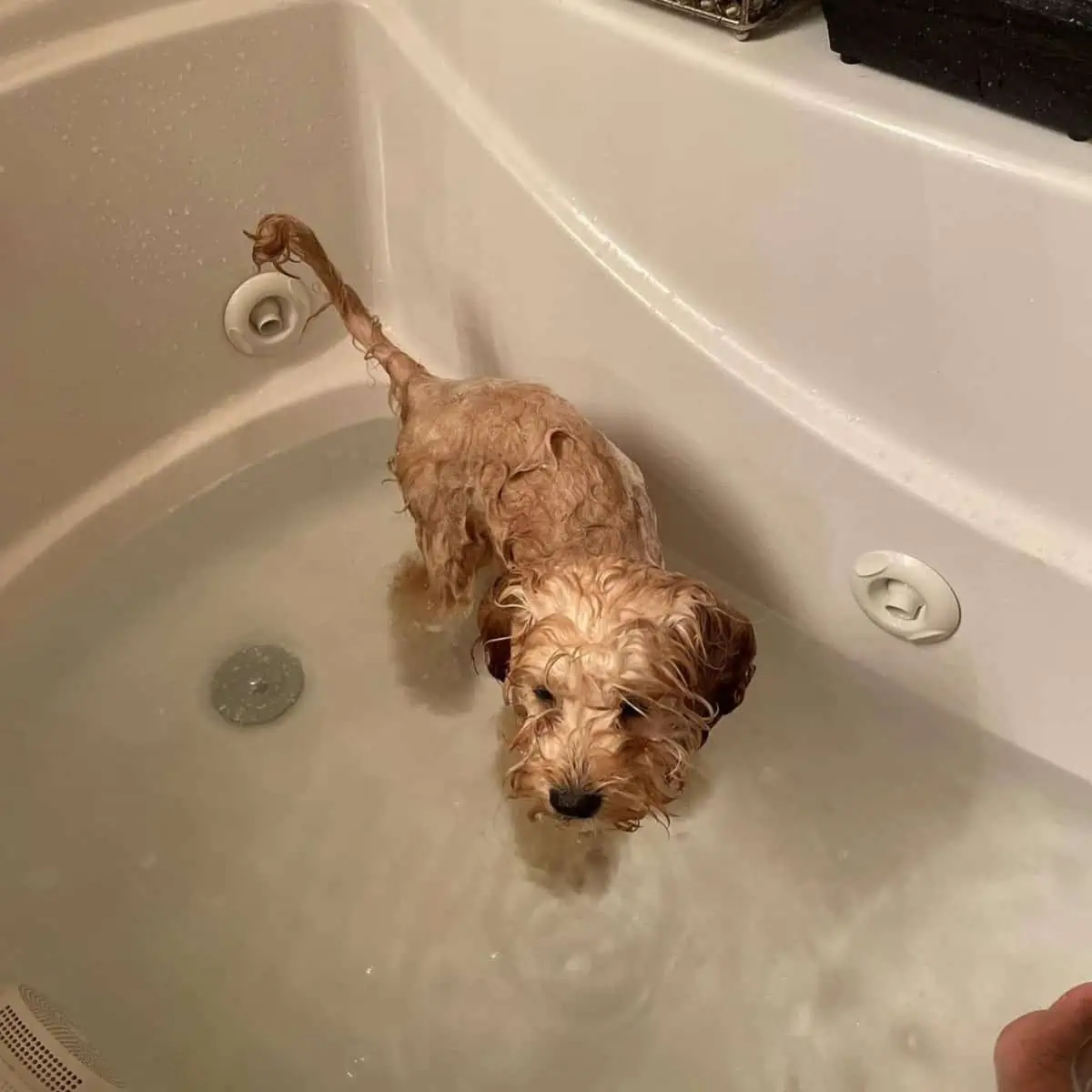 Toy Cockapoo Guide (with Photos!) - Oodle Life