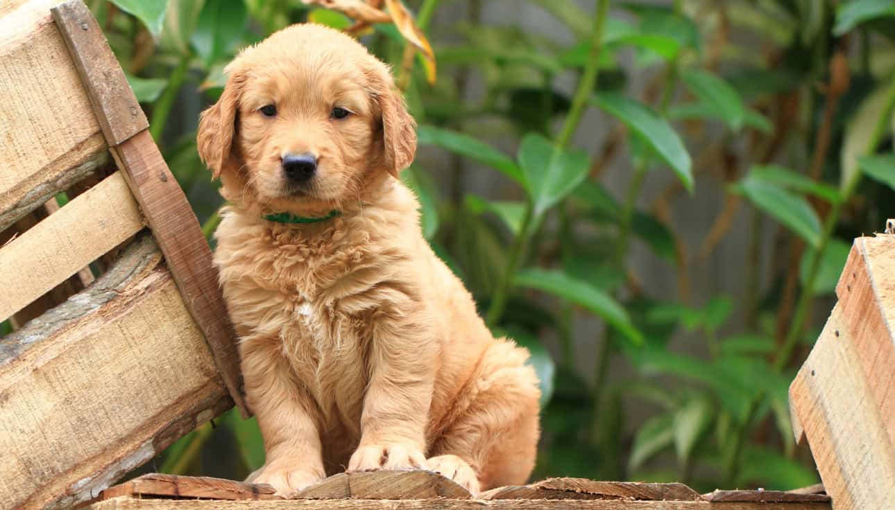 Why Choose PuppySpot? - OodleLife®