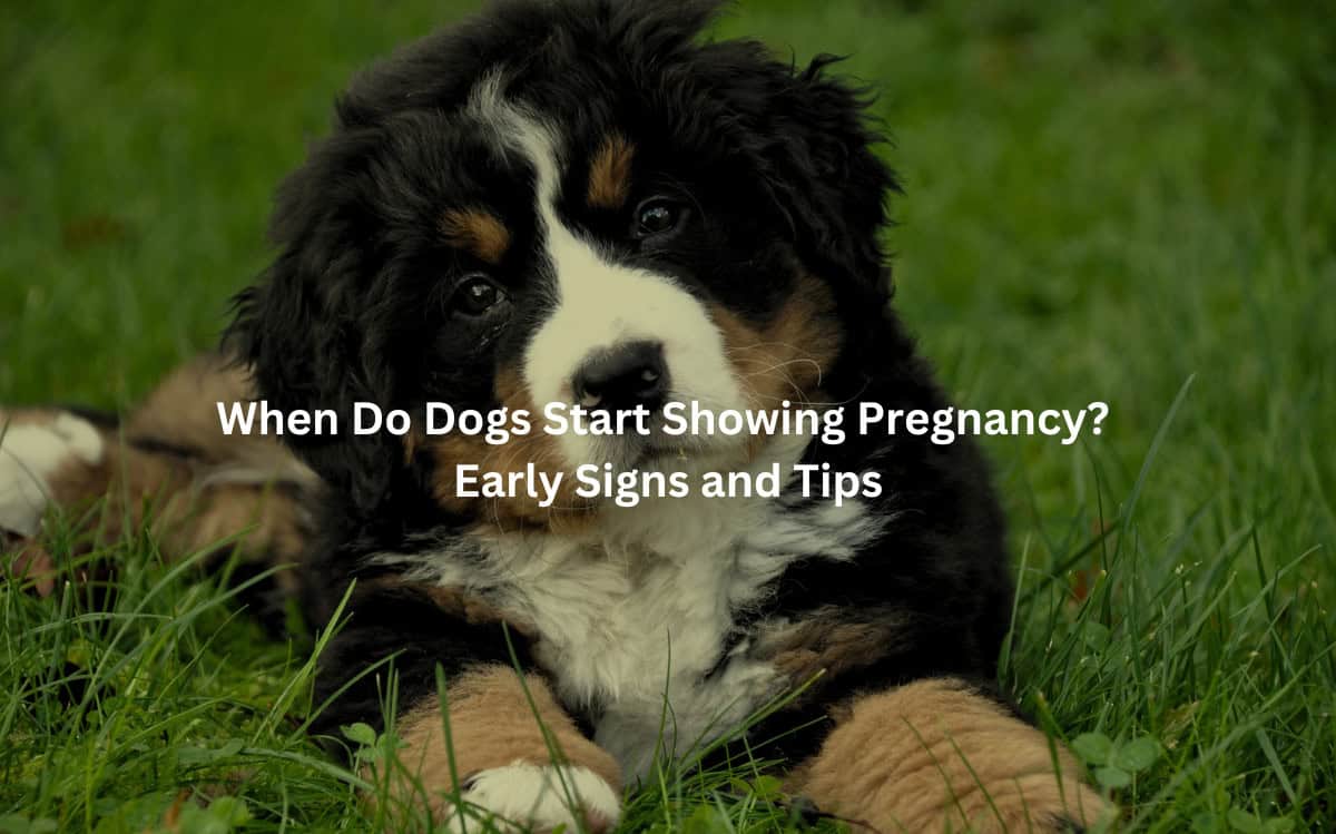 When Do Dogs Start Showing Pregnancy? Early Signs And Tips - OodleLife®