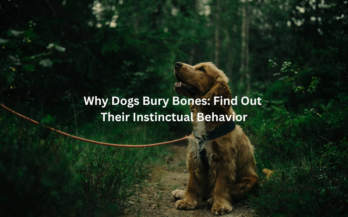 Why Dogs Bury Bones: Find Out Their Instinctual Behavior - OodleLife®