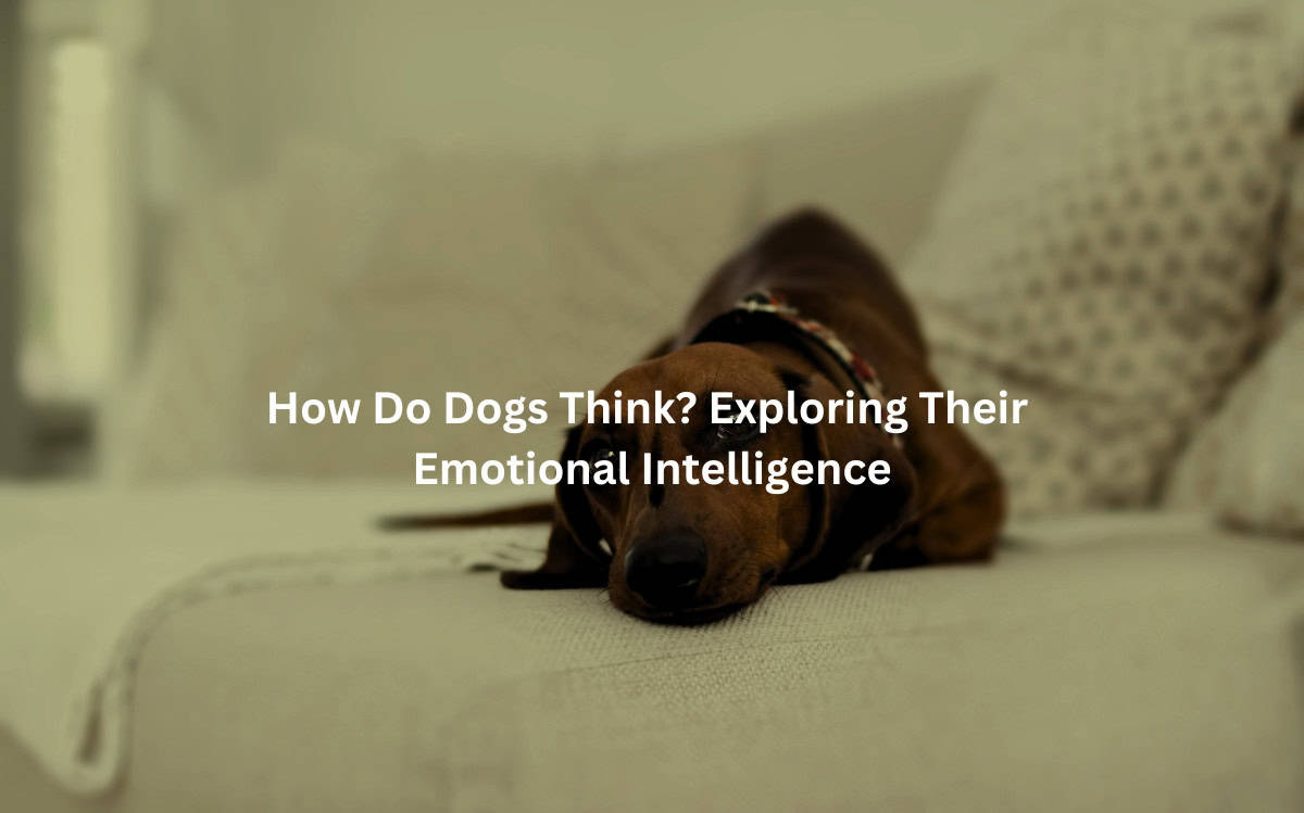 How Do Dogs Think? Exploring Their Emotional Intelligence - OodleLife®